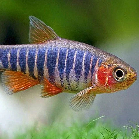 Freshwater Barbs, Danios, Rasboras – Wet Pets Aquatics