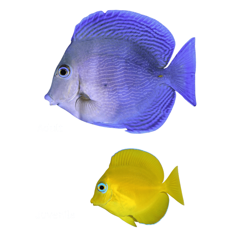 Atlantic Blue Tang – Wet Pets Aquatics