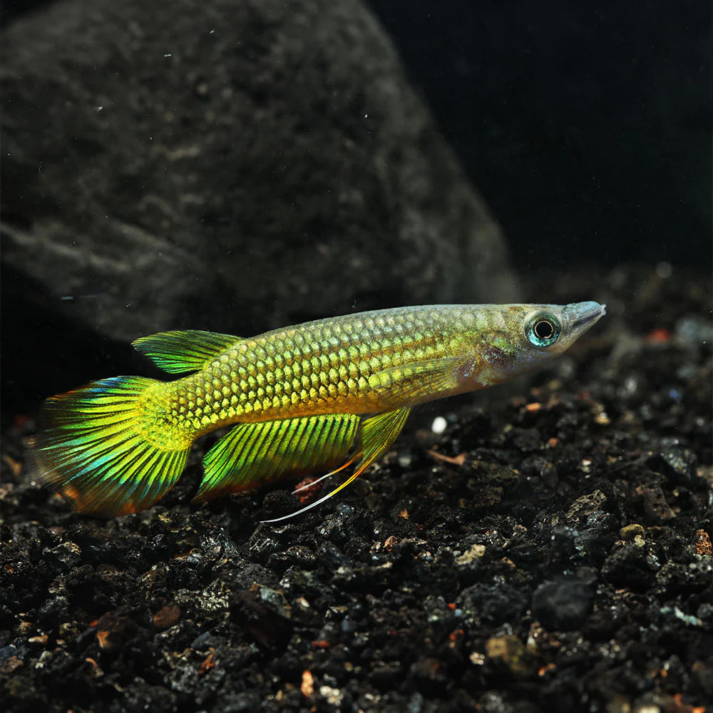 Golden Wonder Killifish – Wet Pets Aquatics