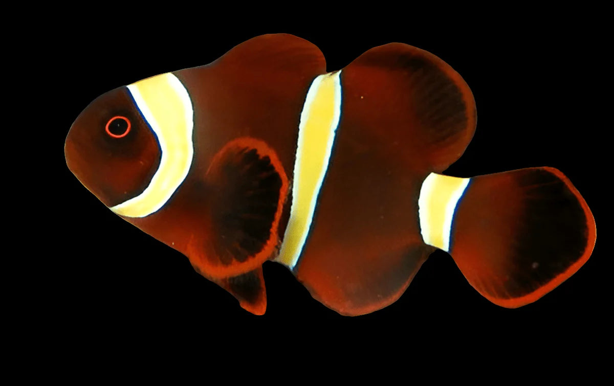 Gold Stripe Maroon Clownfish Tank Raised – Wet Pets Aquatics