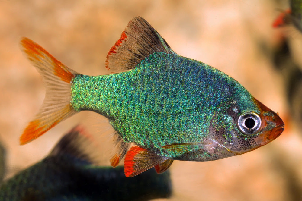Green Tiger Barb – Wet Pets Aquatics