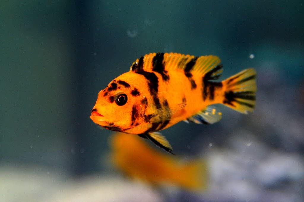 Cichlids Mbuna - Red Blotch – Wet Pets Aquatics