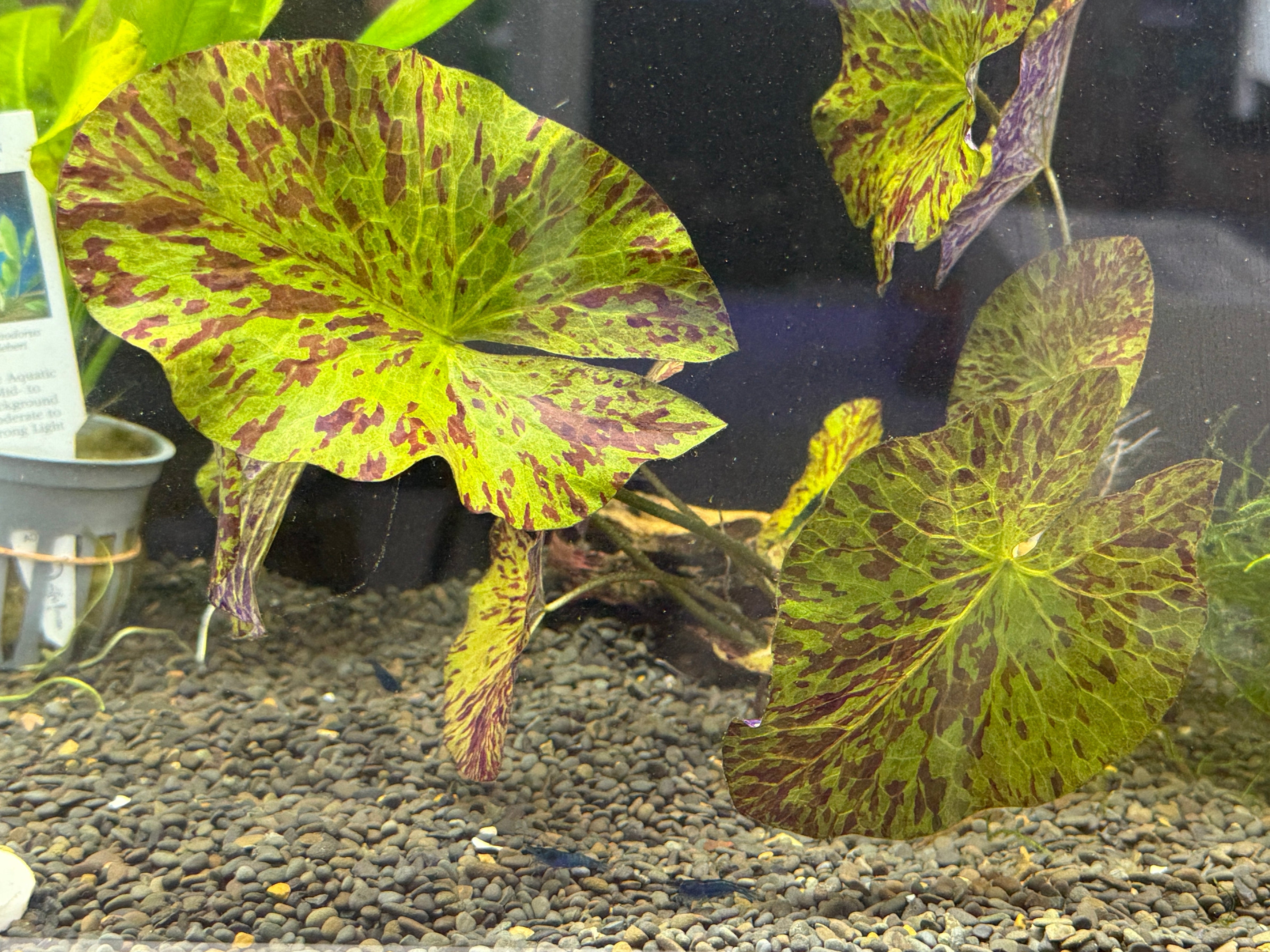 Large Pond Lily - 🟢 EASY – Wet Pets Aquatics