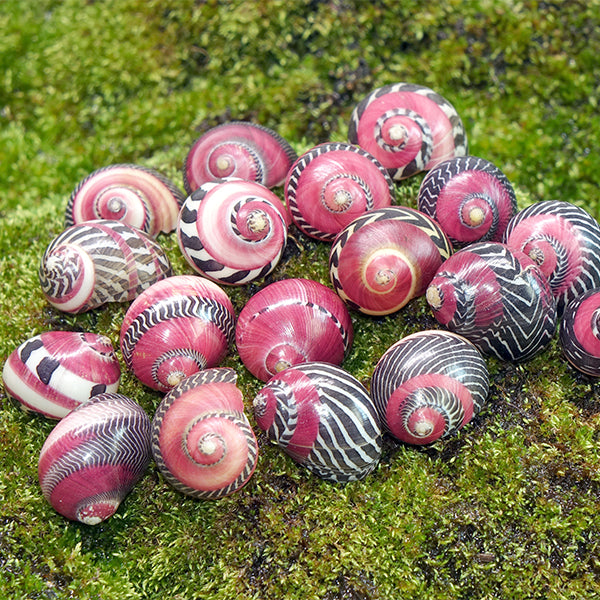 Red Racer Nerite Snail – Wet Pets Aquatics
