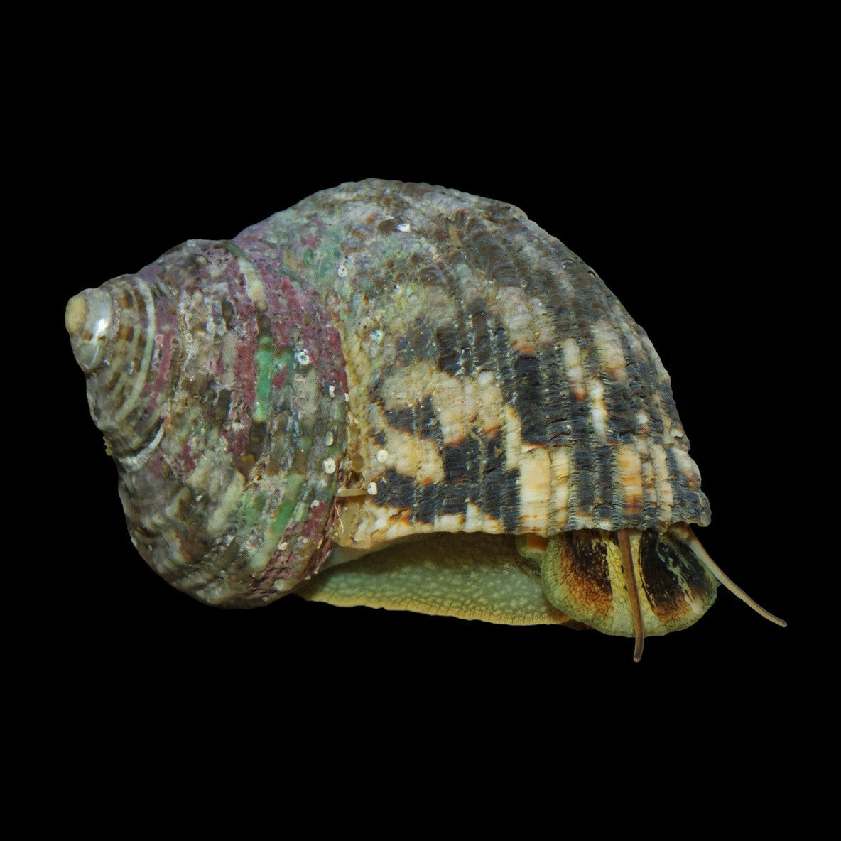 Mexican Turbo Snail – Wet Pets Aquatics