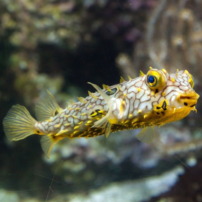 Spiny Box Puffer – Wet Pets Aquatics